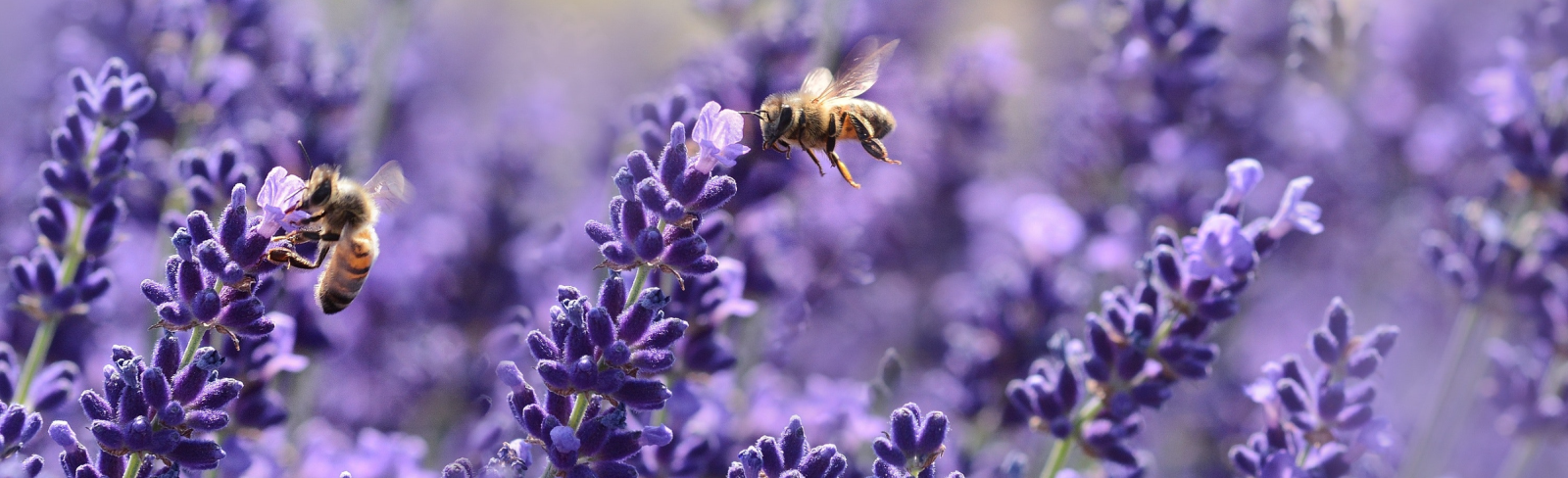 How Wholechain transformed the way we understand & manage supply chains